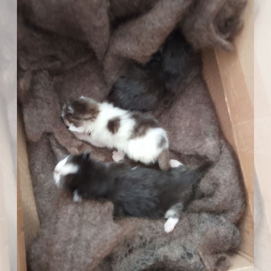 Котёнок в добрые руки