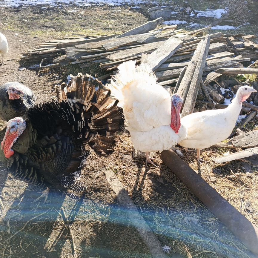 Семейка индюков