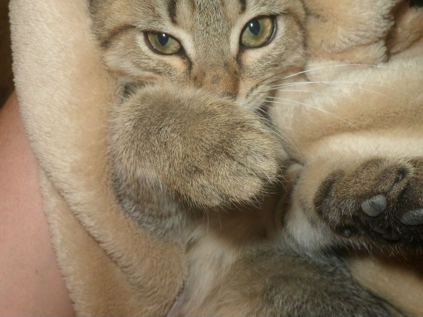 Котик в добрые руки