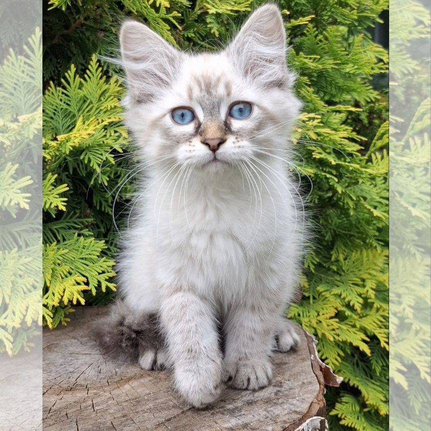 Невские маскарадные котята