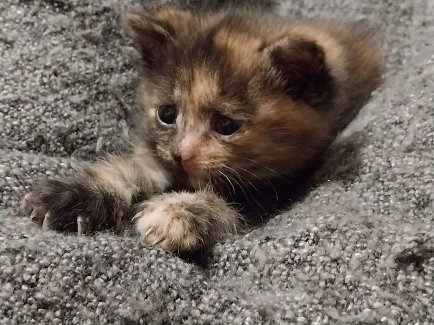 Котенок в дар бесплатно