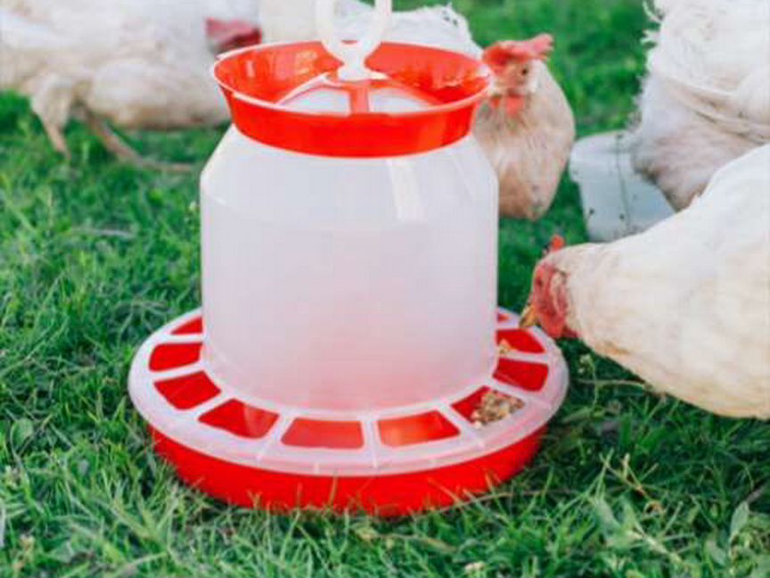 Поилки и кормушки для птицы