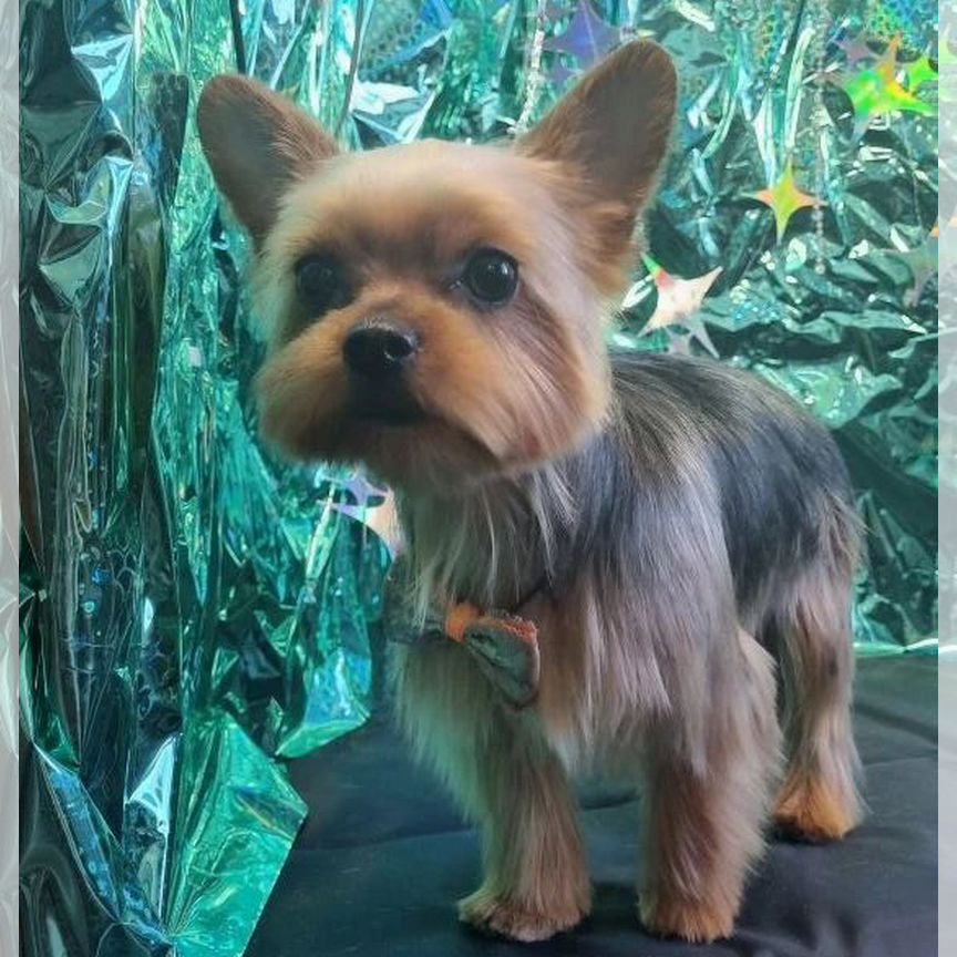 Йоркширский терьер, вязка