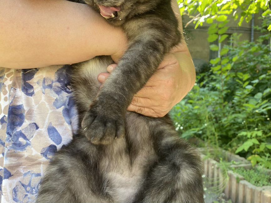Кошечка ищет дом