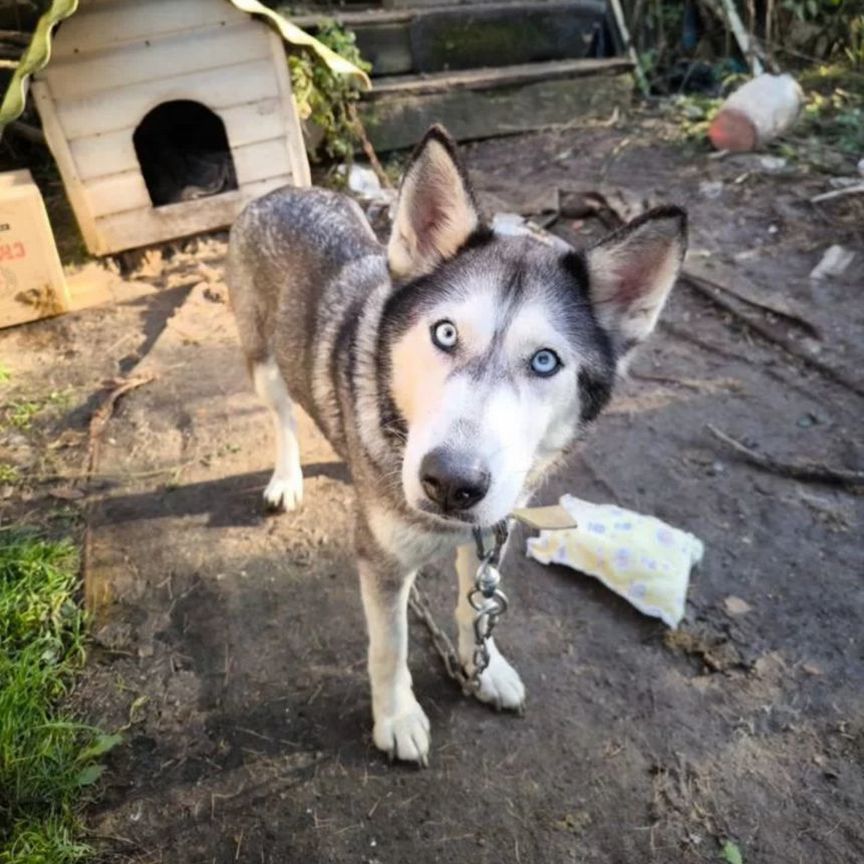 Сибирский хаски в дар