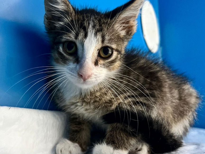 Тимоша ищет маму и папу