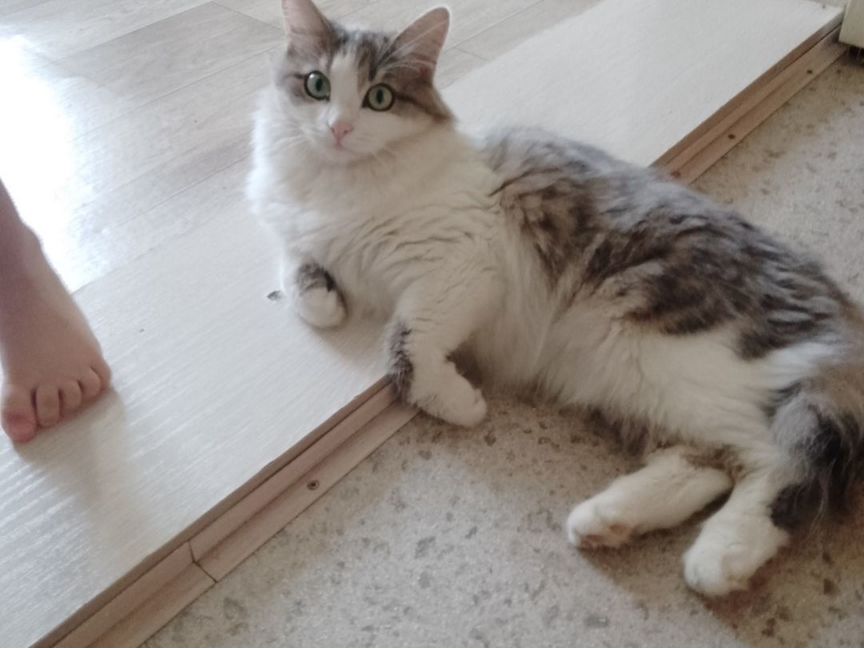 Кошка Сонька в добрые руки