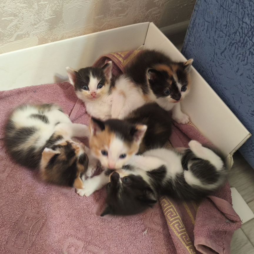 Котята в добрые руки