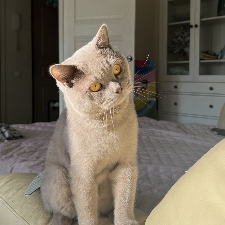 Кот в добрые руки