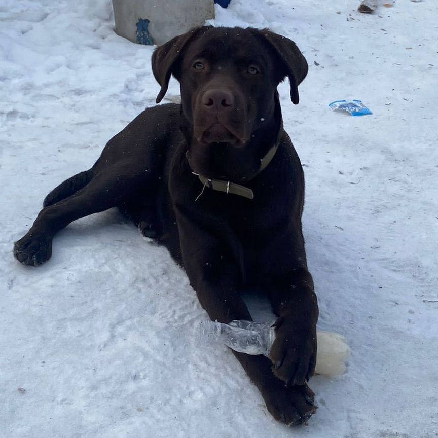 Лабрадор-ретривер, взрослый пёс