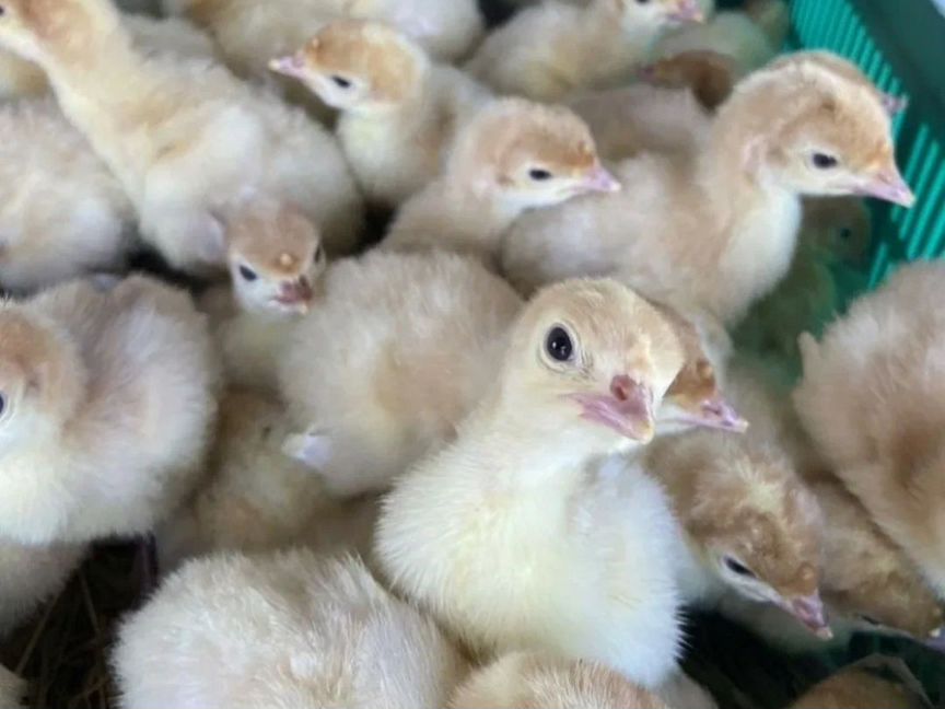 Индюшата суточные