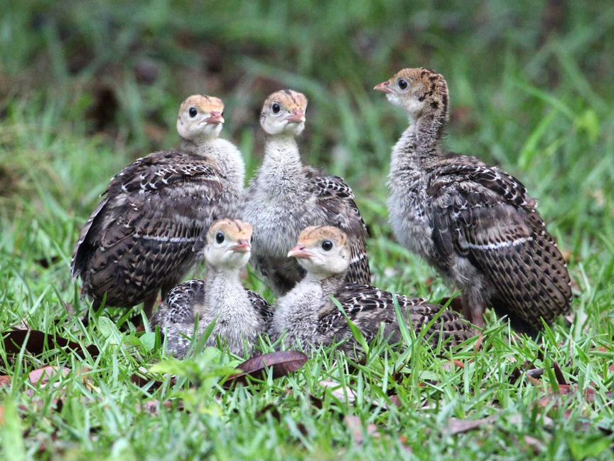 Птенцы индюшки