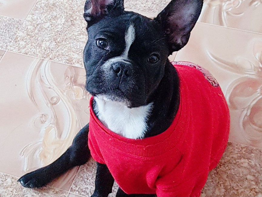 Французский бульдог девочка