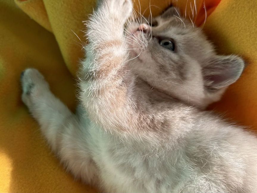 Шотландские вислоухие котята