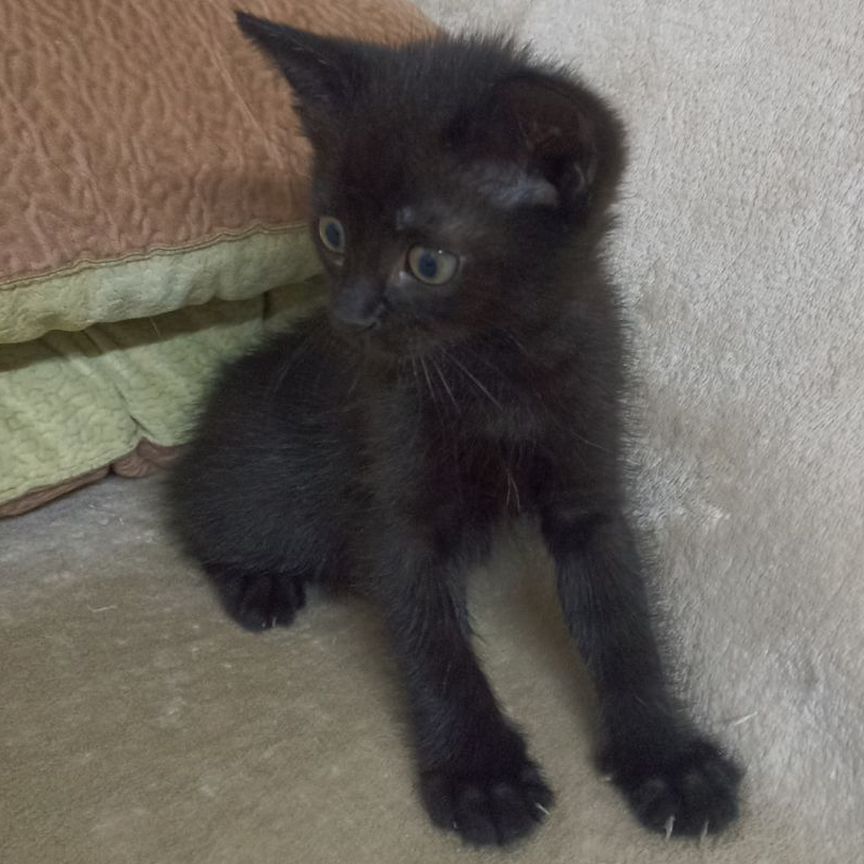 Сиамский котёнок