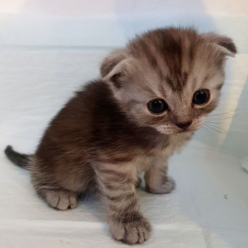 Шотландские котята