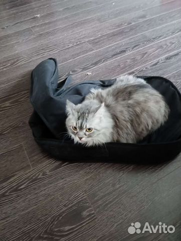 Нежная кошечка