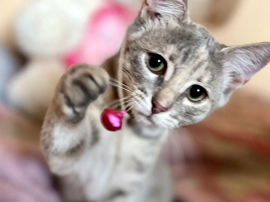 Жемчужная нежная принцесса Грейс ищет дом