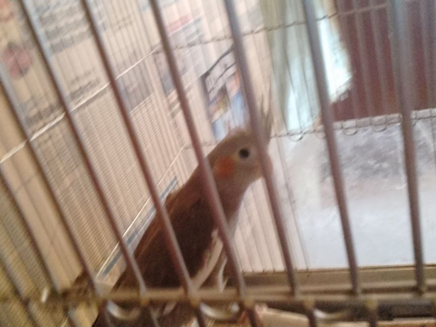 Попугай корелла птенец