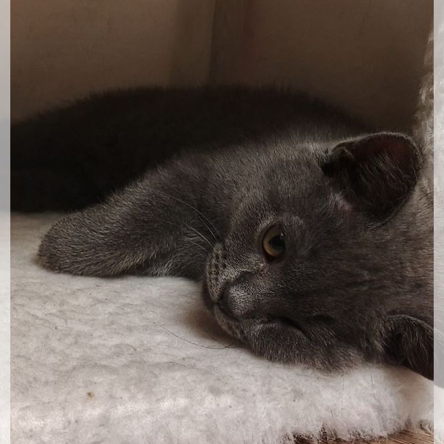 Британский кот