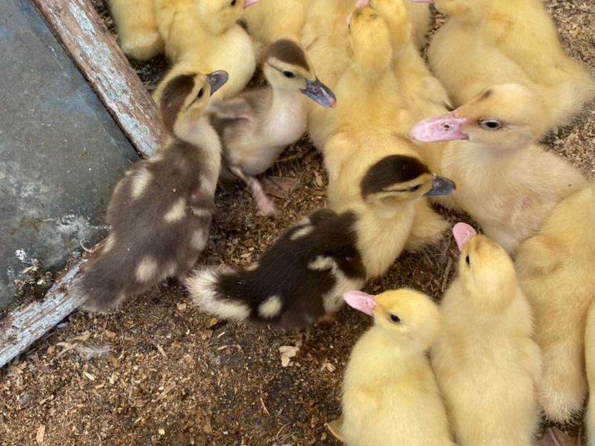 Индоутята подростки