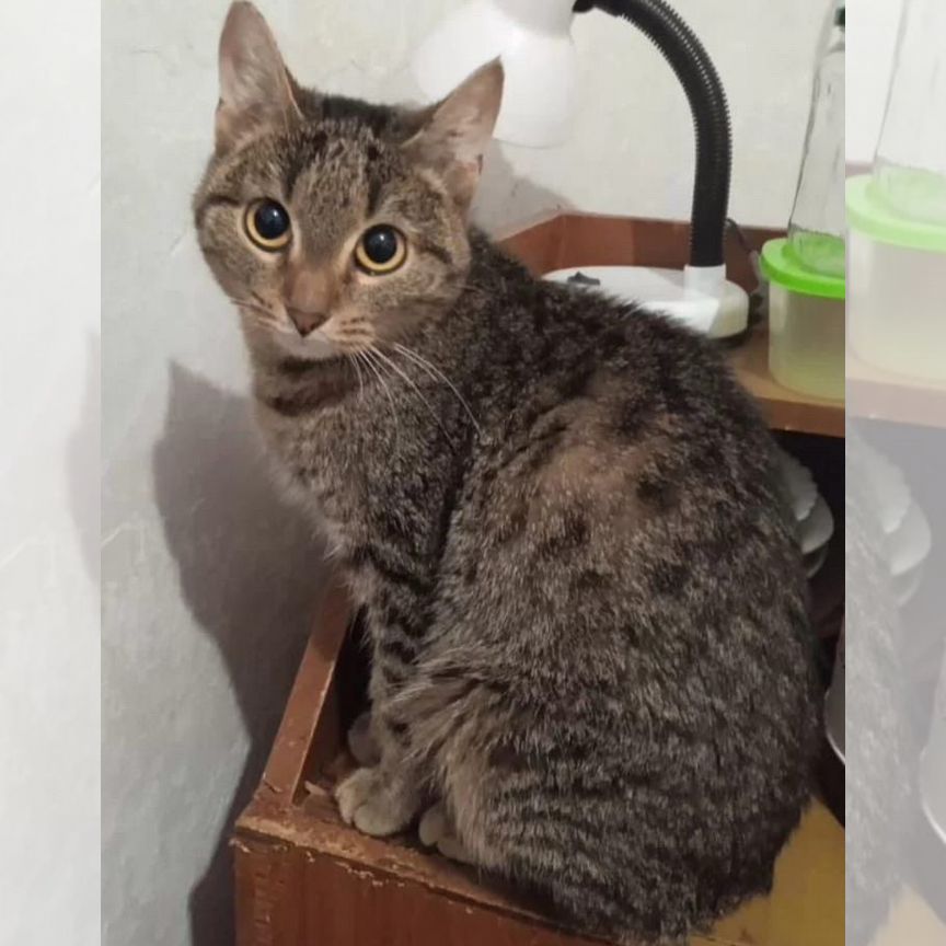 Стерилизованная кошечка