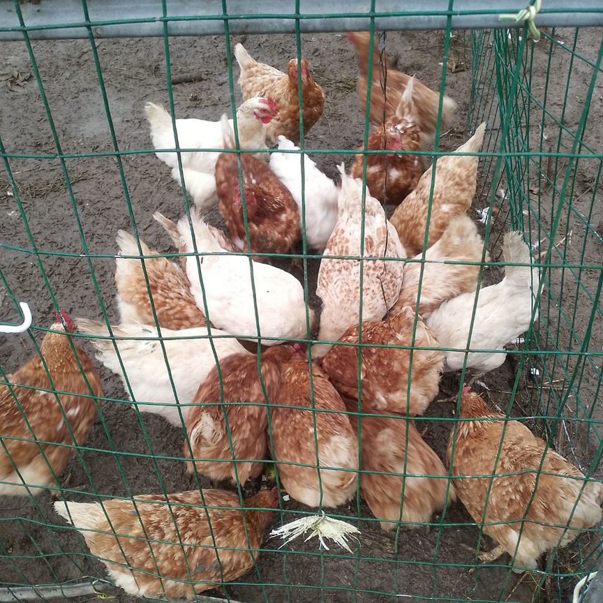 Курицы несушки