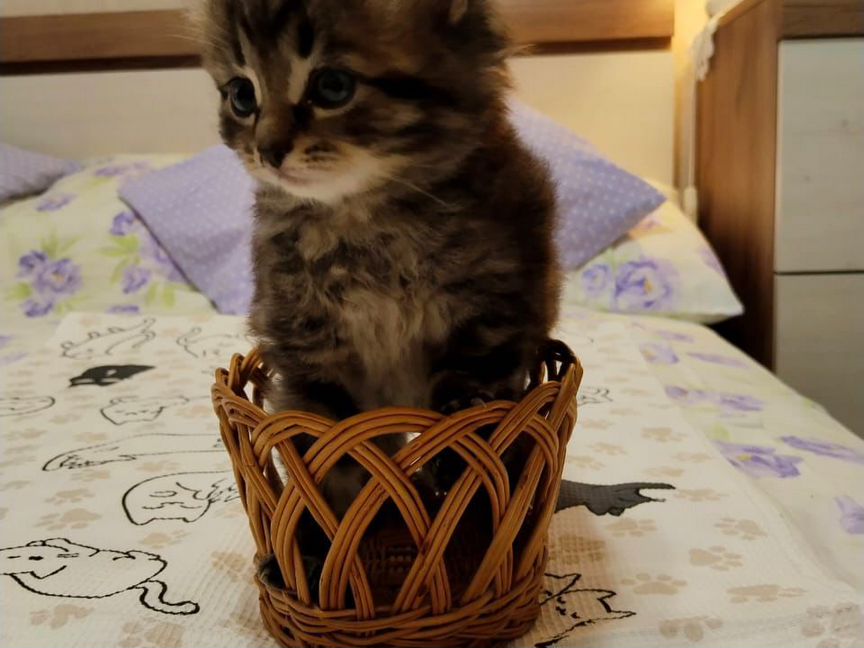 Котик в Надежные Добрые Руки