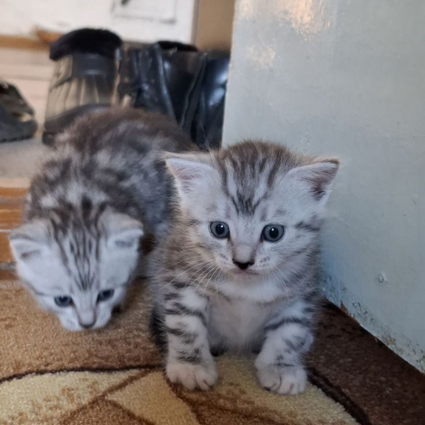 2 котенка в добрые руки
