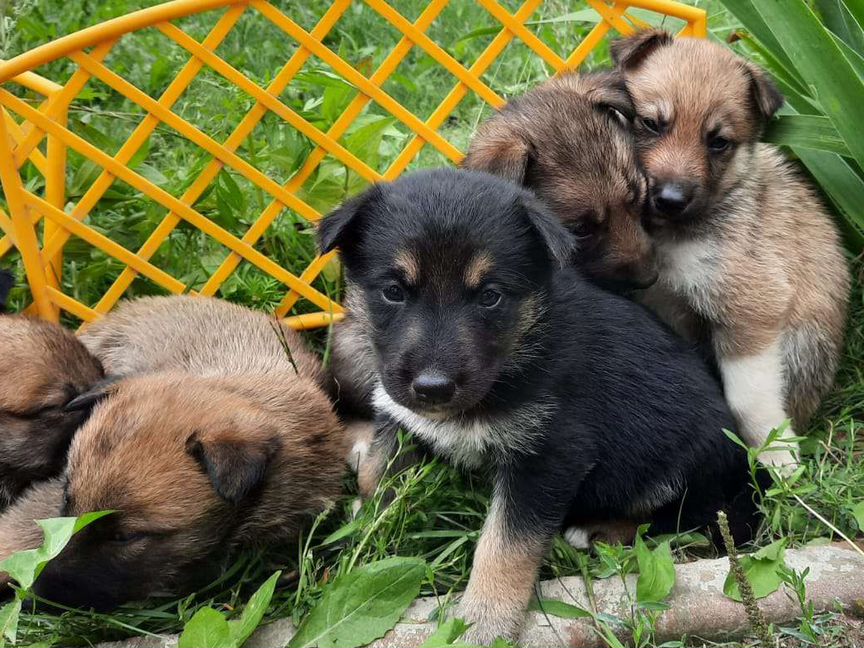 Щенки в добрые руки