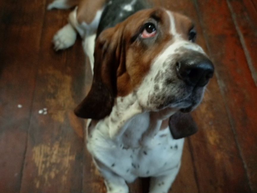 Бассет хаунд