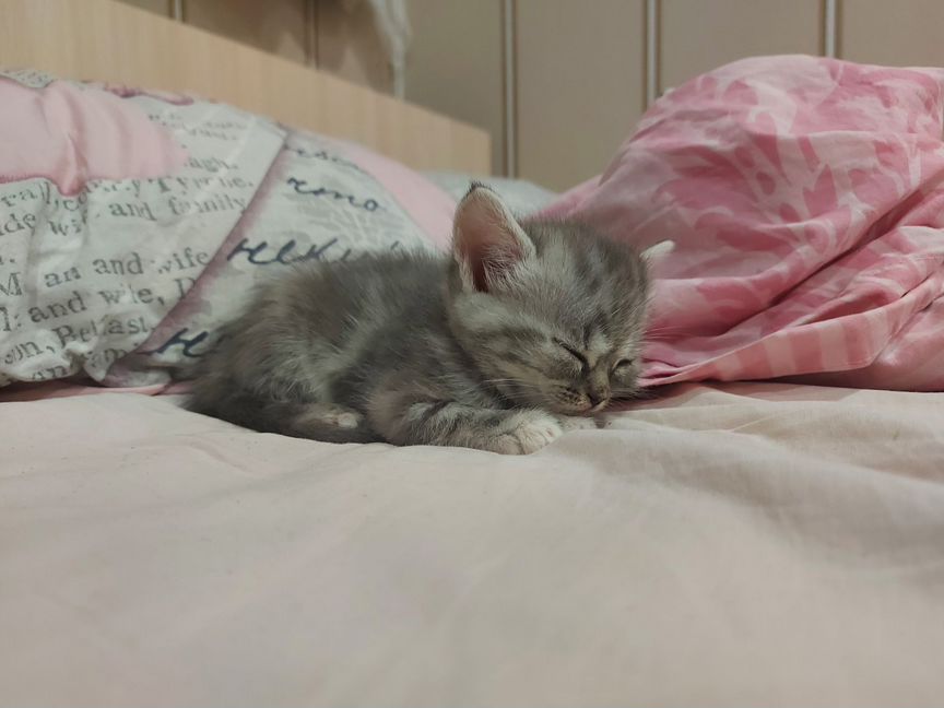 Продам шотландского котенка