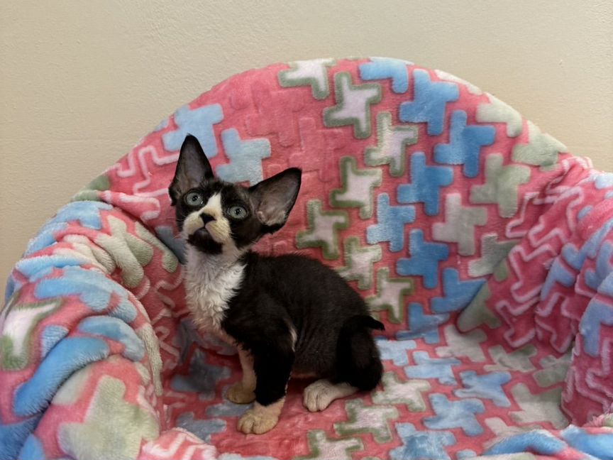 Красавчик мальчуган девон-рекс