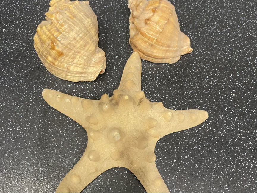 Морские ракушки раковины