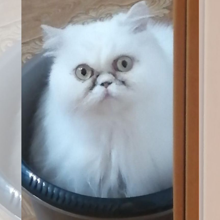 Кошка взрослая перс-экзот