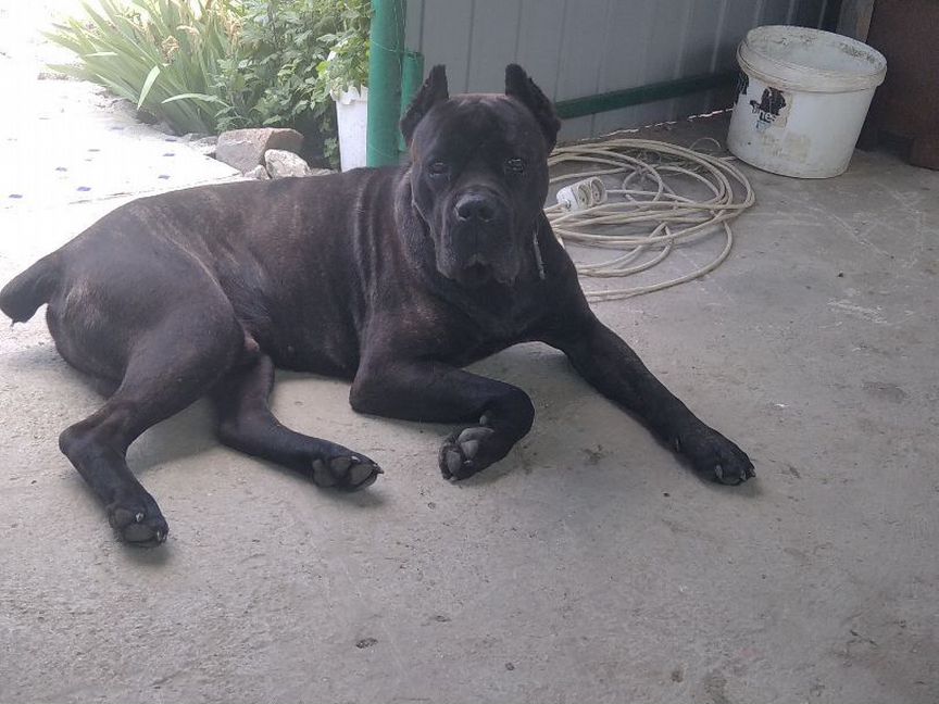 Кане Корсо вязка