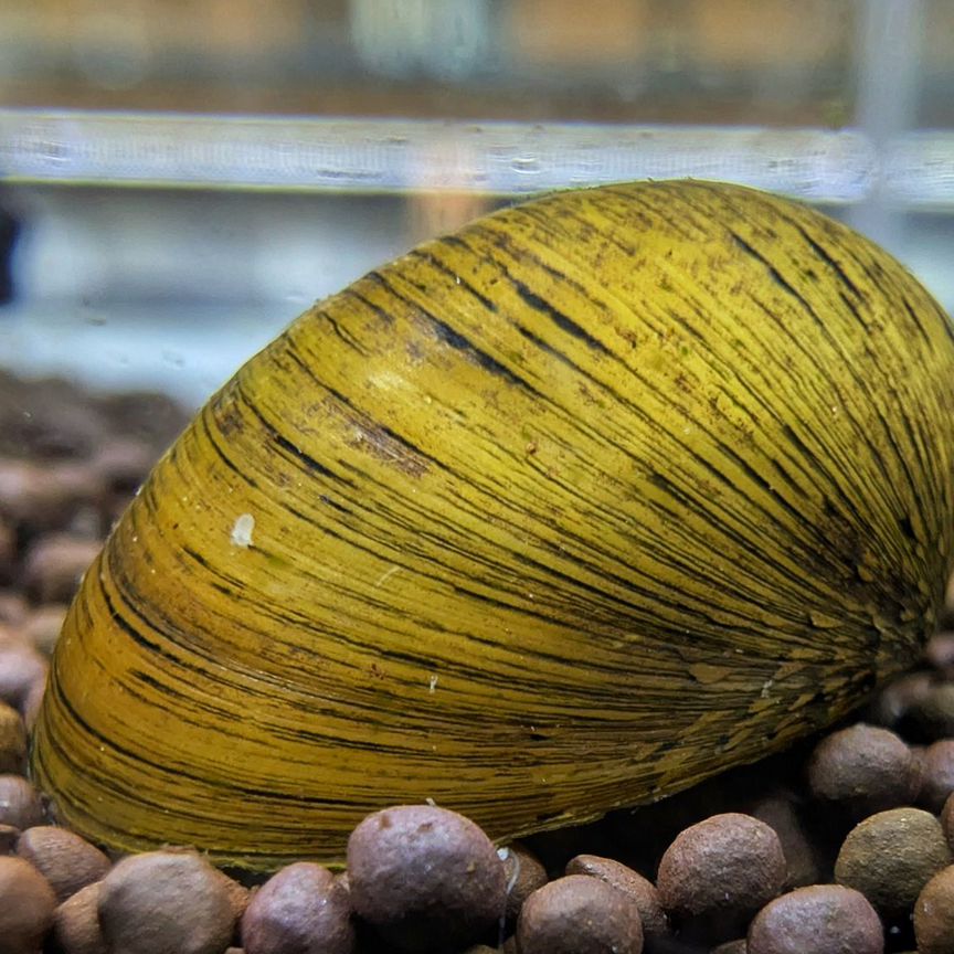 Улитка каска оливковая - Neritina sp