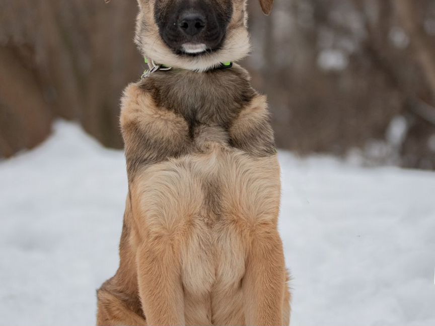 Щенок метис малинуа в добрые руки