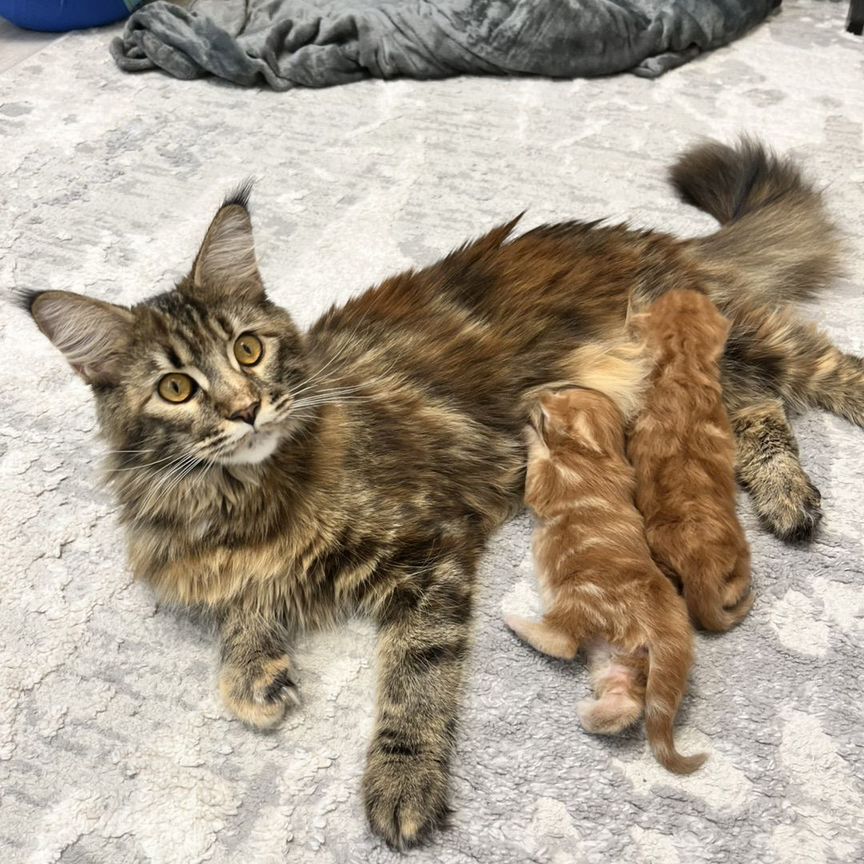 Котята мейн-кун