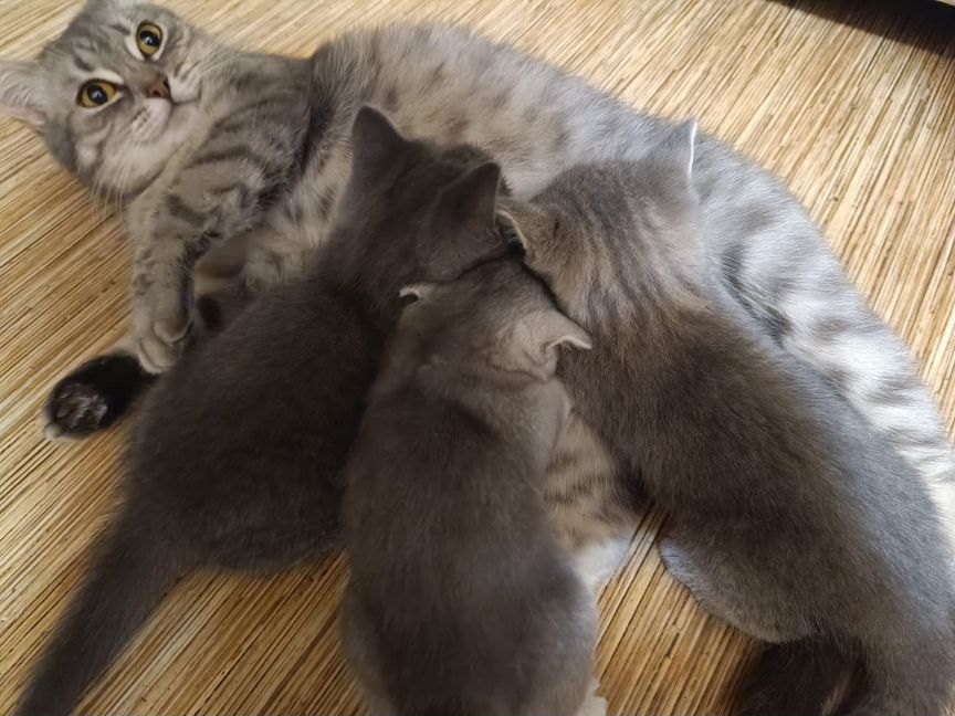 Британские котята