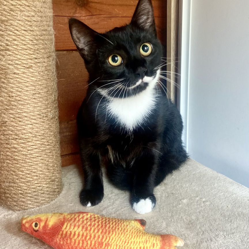 Черный котенок в добрые руки