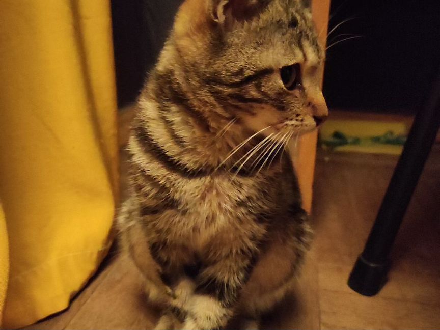 Ласковый котёнок ищет дом