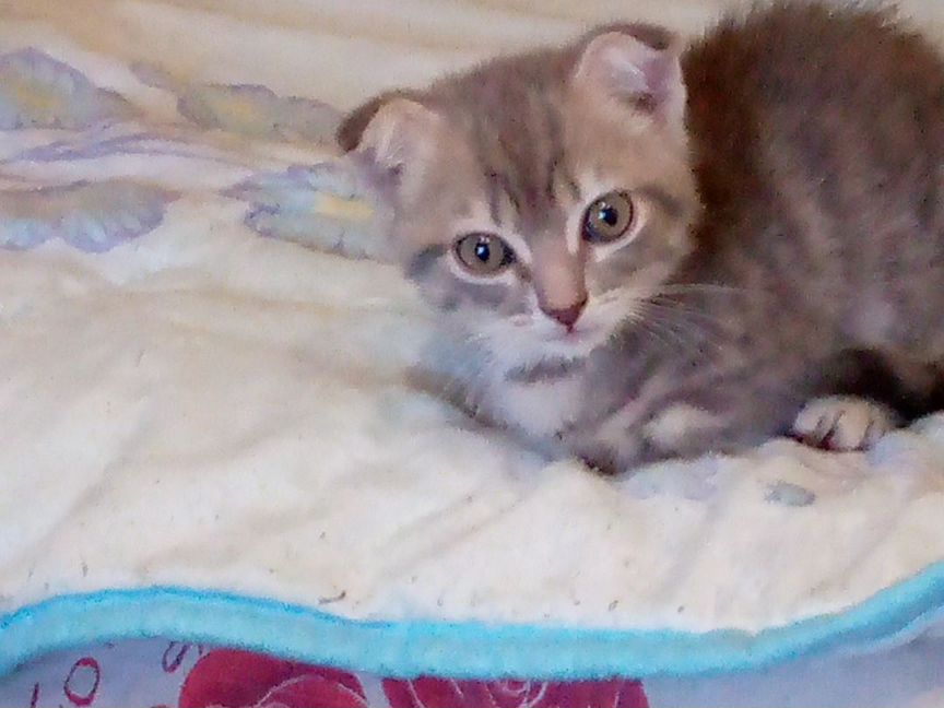 Продаются Шотландские веслоухие котята