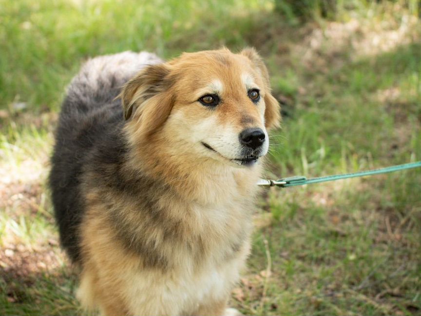 Собака Герда ищет дом