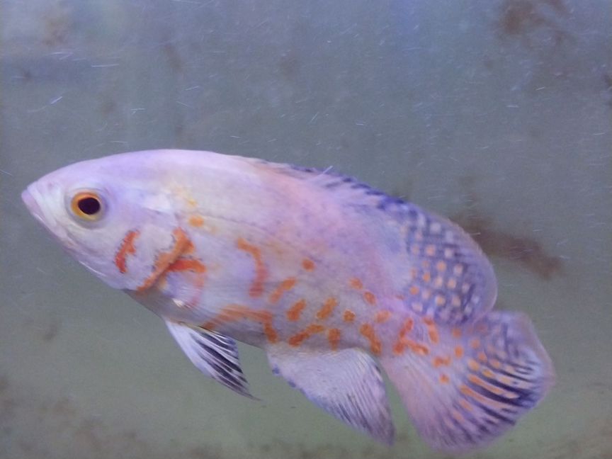 Астронотус