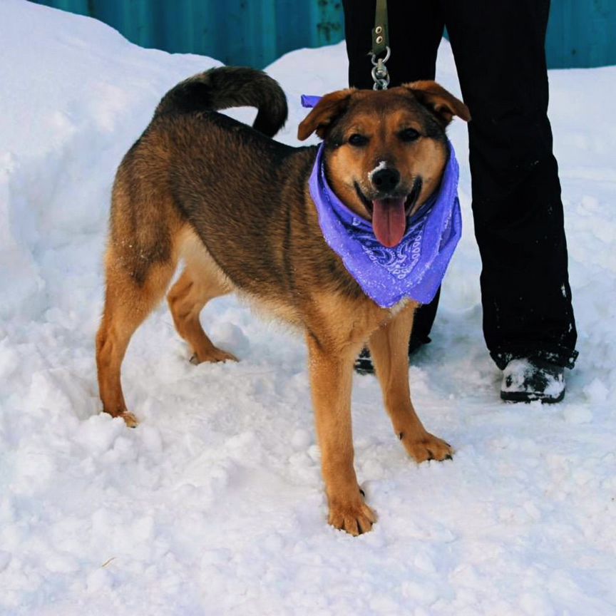 Нежная молодая собака из приюта ждет родителей