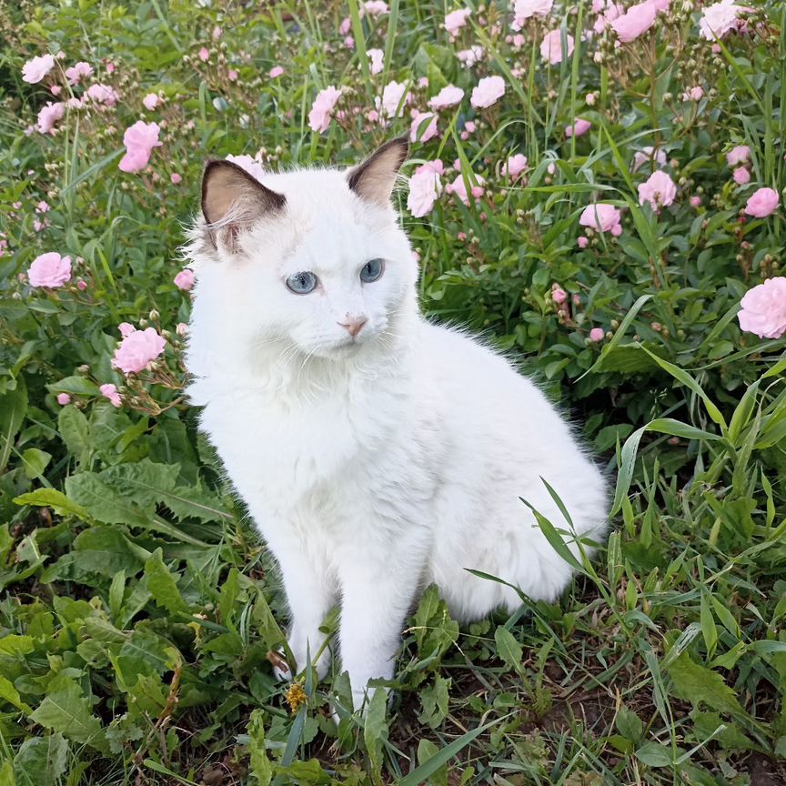 Кот Рэгдолл