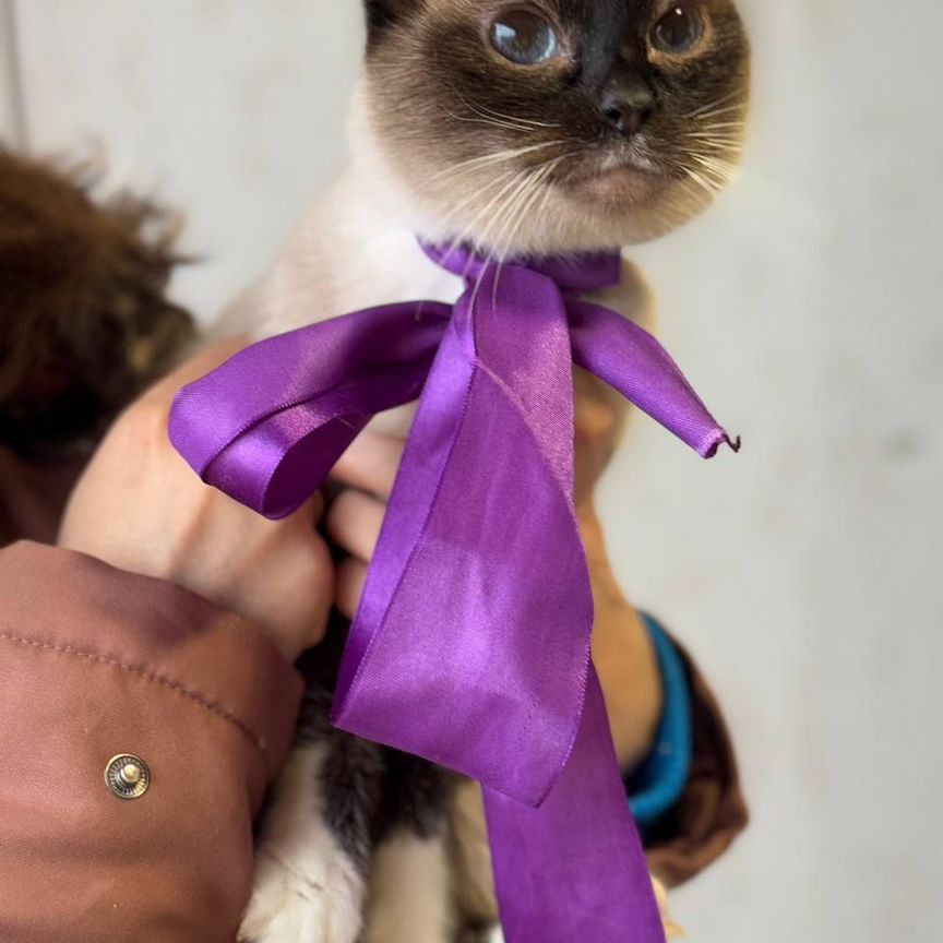 Кошка из приюта Симона ищет дом