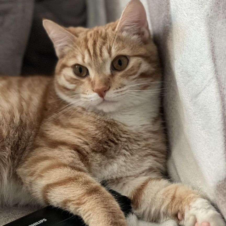 Одам бесплатно котёнка в добрые руки