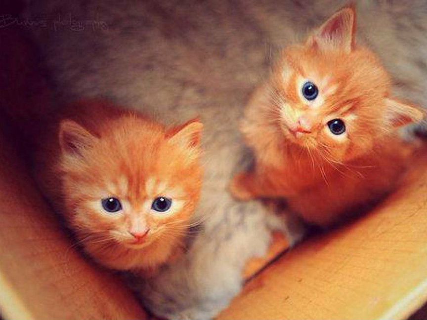 Котята метис сибирской